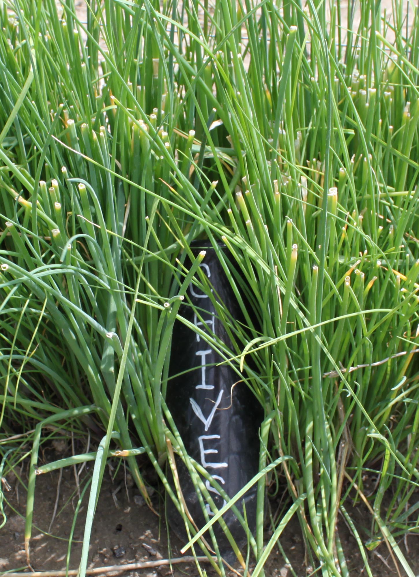 wine-bottle-chives – Shanna Hatfield