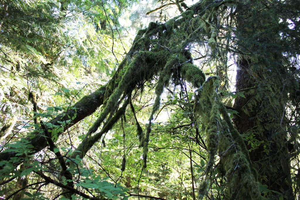 creepy-moss-in-trees – Shanna Hatfield