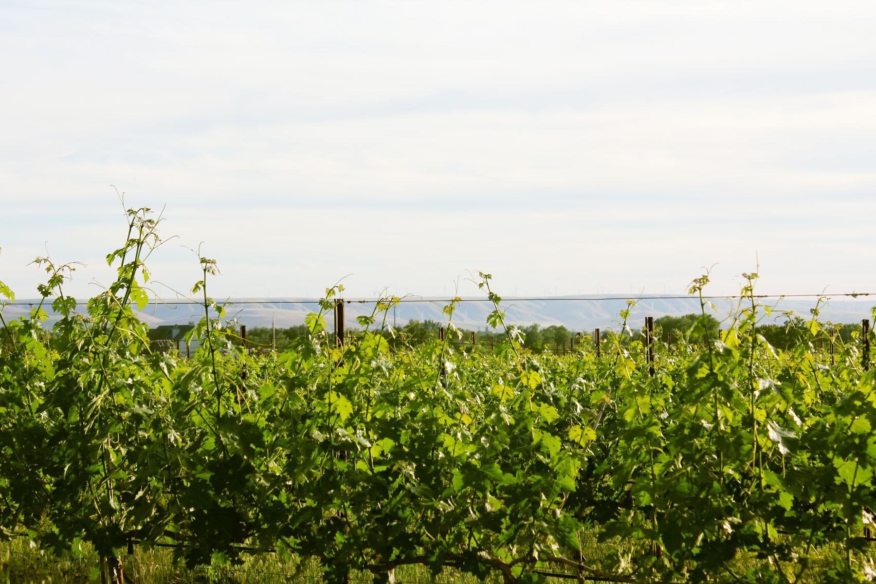 vineyard-and-wind-machines – Shanna Hatfield