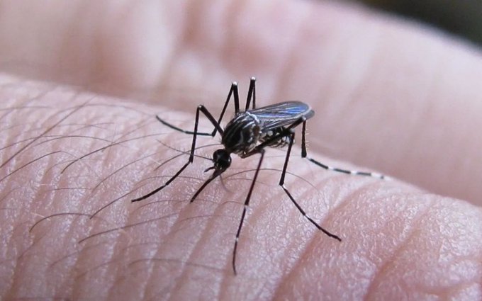 Más de 30 niños muertos y casi 46.000 afectados por brote de dengue en ... Más de 30 niños muertos y casi 46.000 afectados por brote de dengue en ...