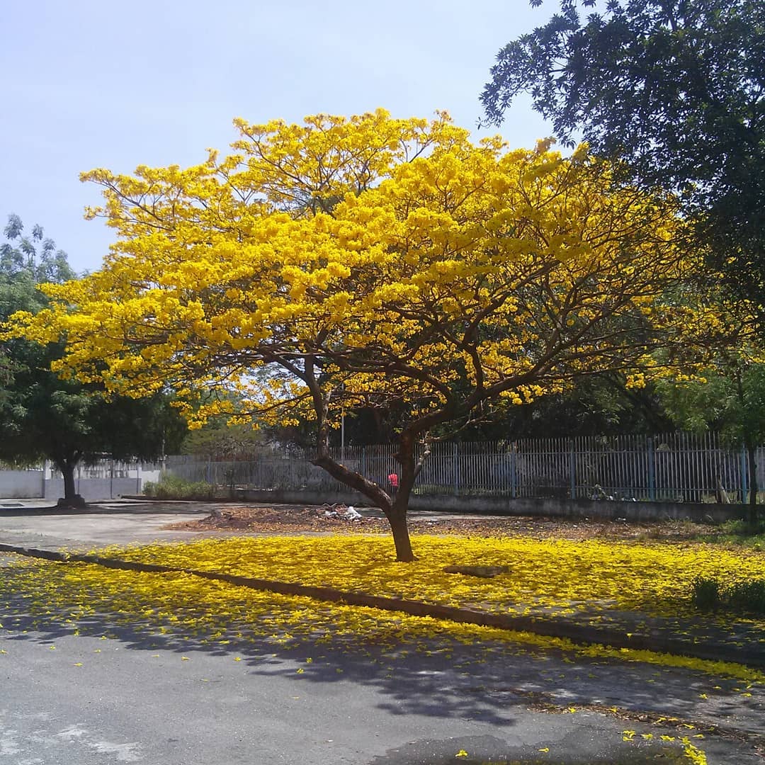 El Araguaney: un árbol que pinta de oro nuestros paisajes primaverales ...
