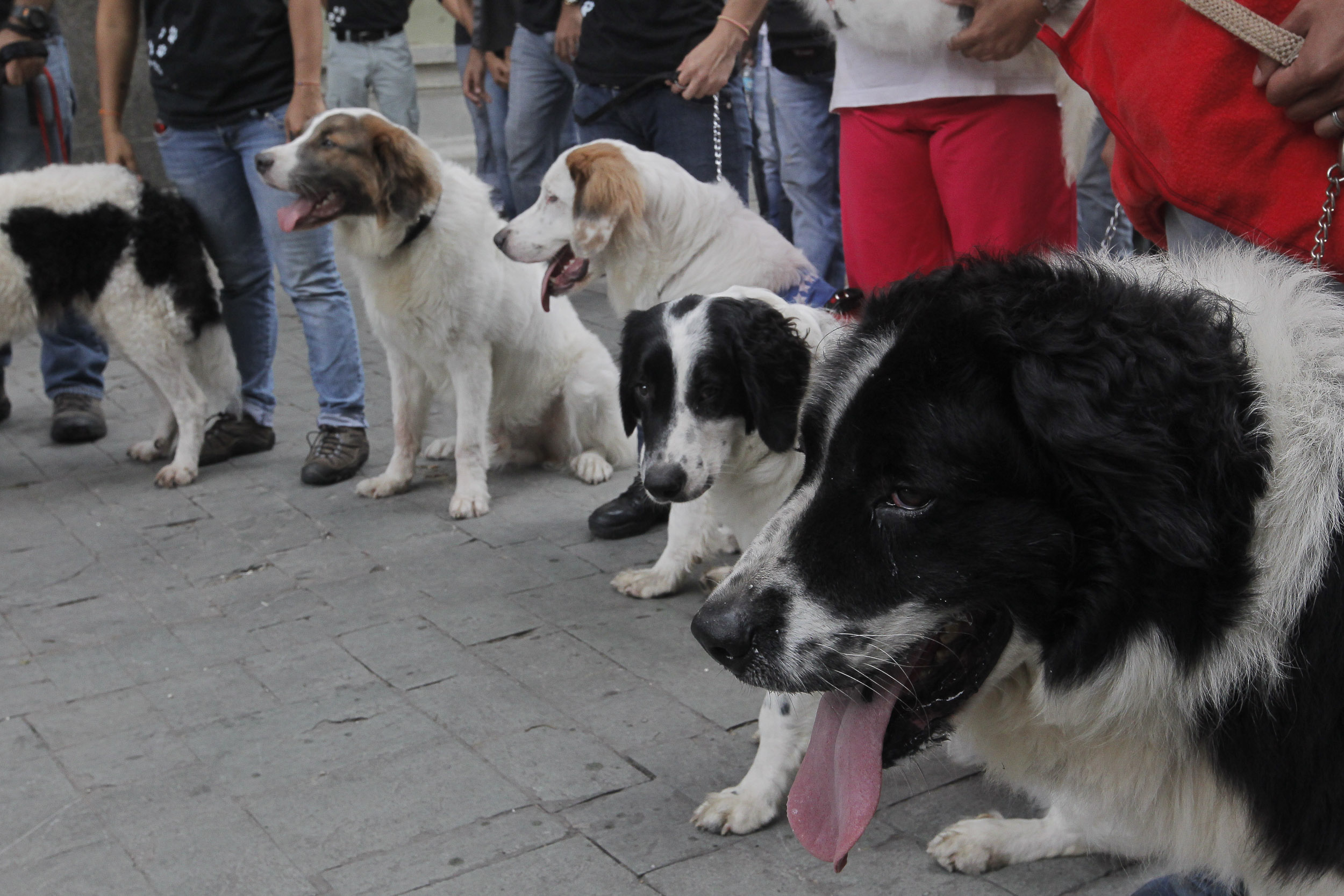 Hace 56 años el mucuchíes fue reconocido como Perro Nacional ...