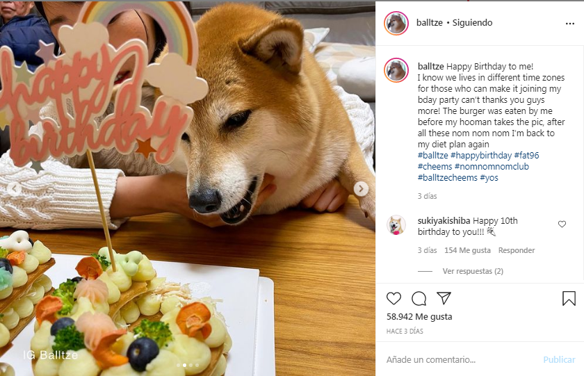 Balltze, el perro popular de los memes cumplió 10 años | Contrapunto.com