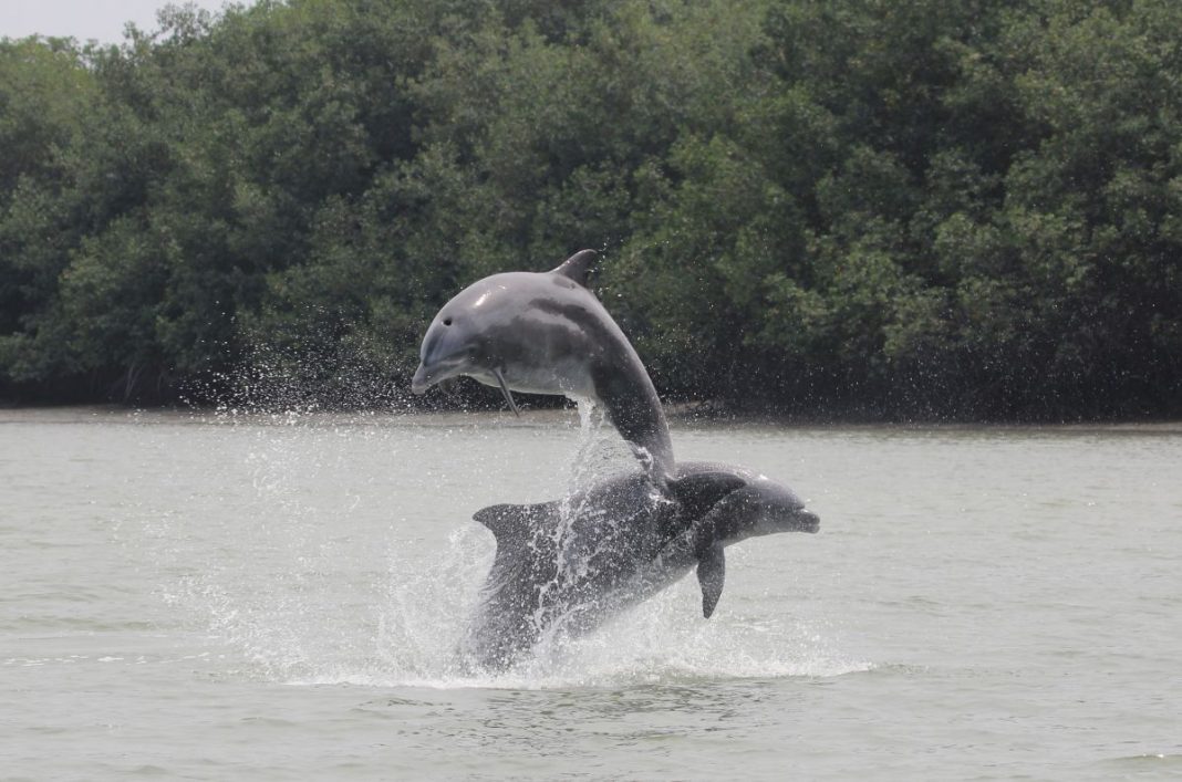 Delfín gris fue incluido en categoría “peligro de extinción” en ...
