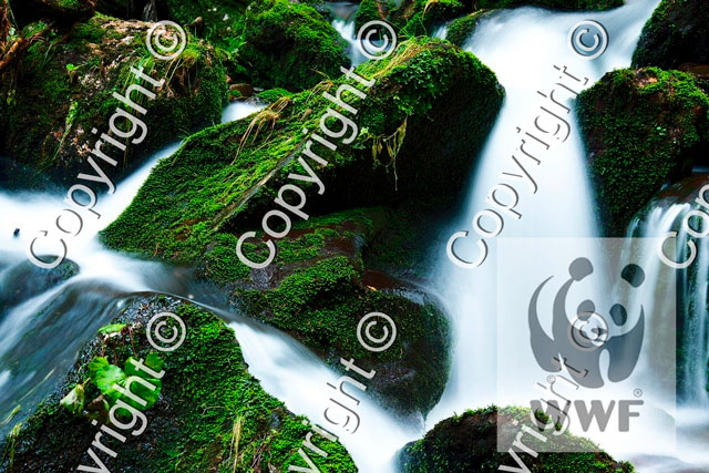 Batch Watermark Photos Easily. Accurate Digital Watermarking Software.